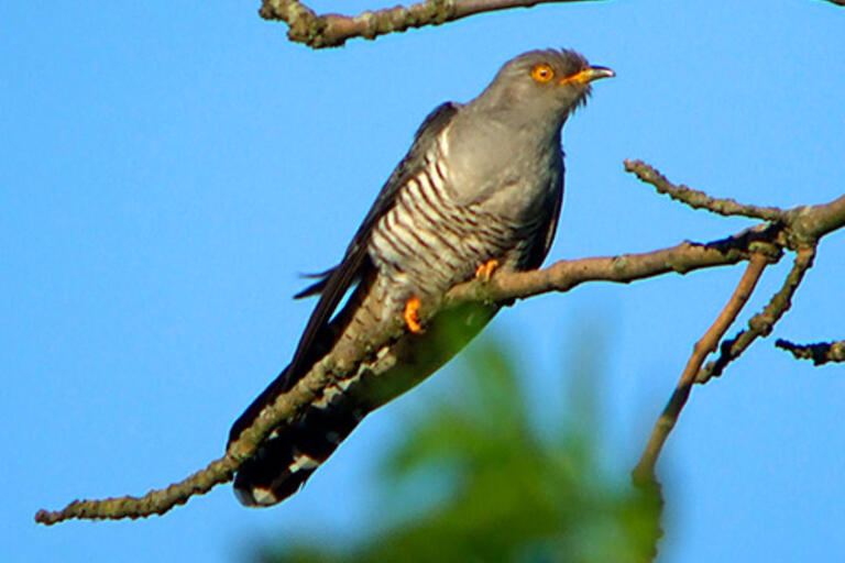 El cucut | Natura Local